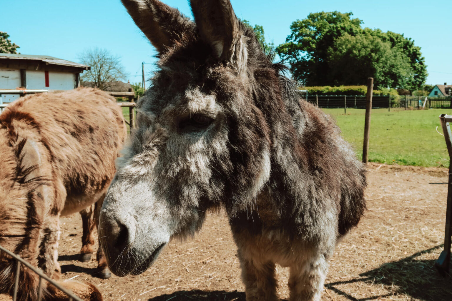 Visiting Glebe Farm, Astbury, with dogs - Lady & the Scamps