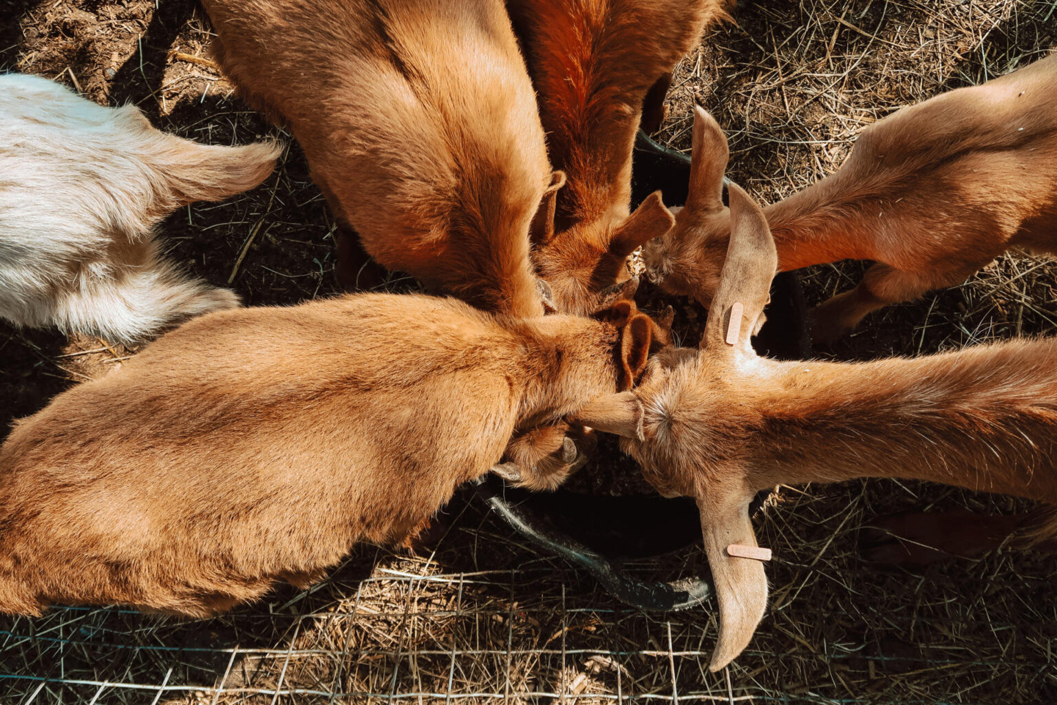 Visiting Glebe Farm, Astbury, with dogs - Lady & the Scamps