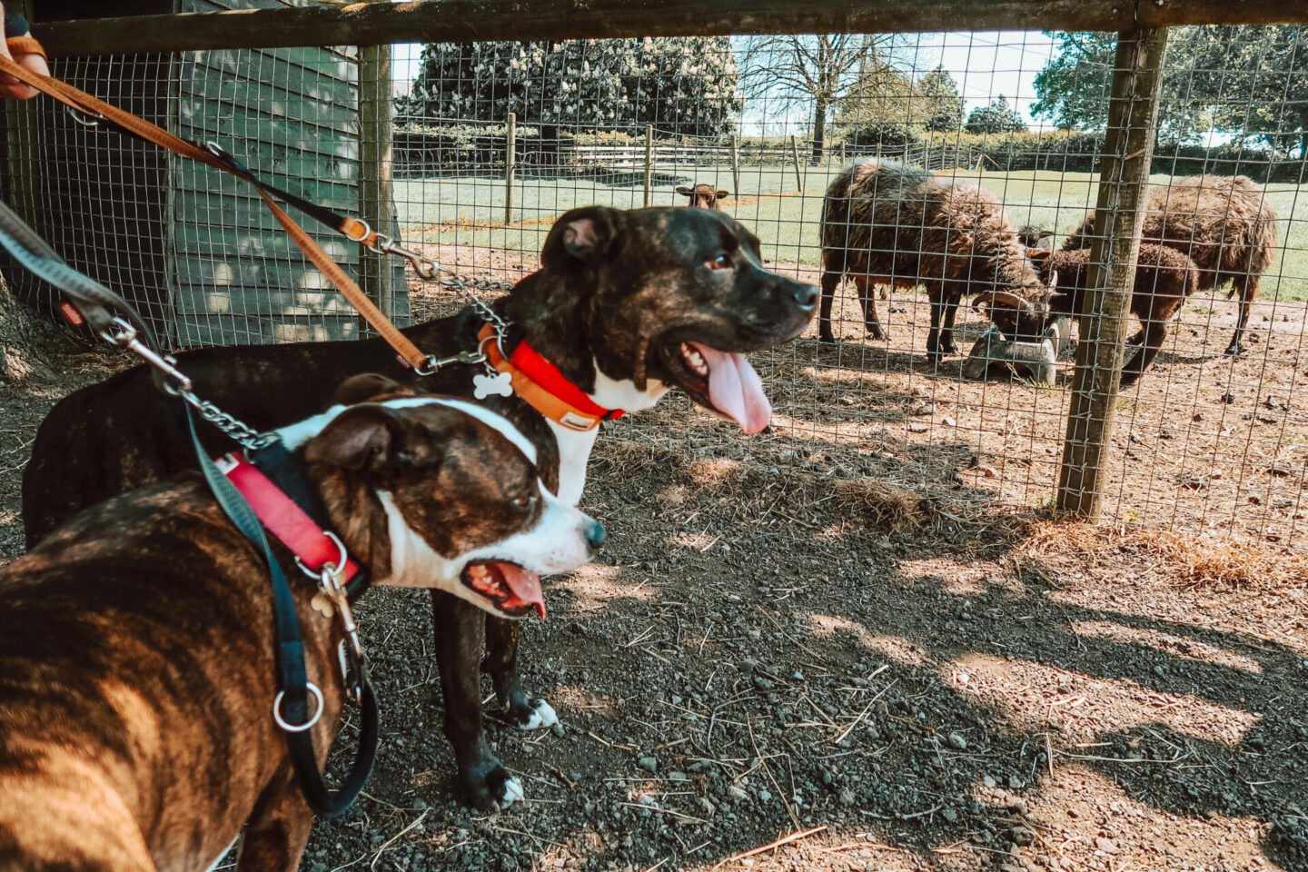 Visiting Glebe Farm, Astbury, with dogs - Lady & the Scamps