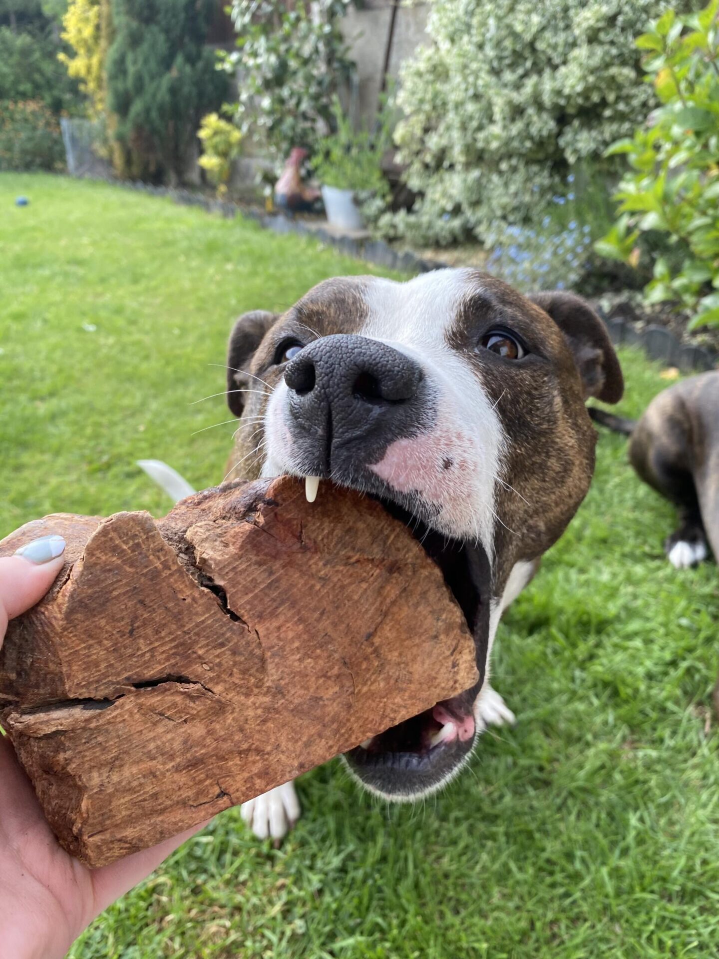 Anco root chews dogs go barking mad for - Lady & the Scamps