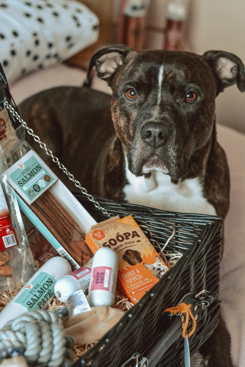 Luxury Dog Hampers - the Fortnum and Mason of the canine world - Lady ...