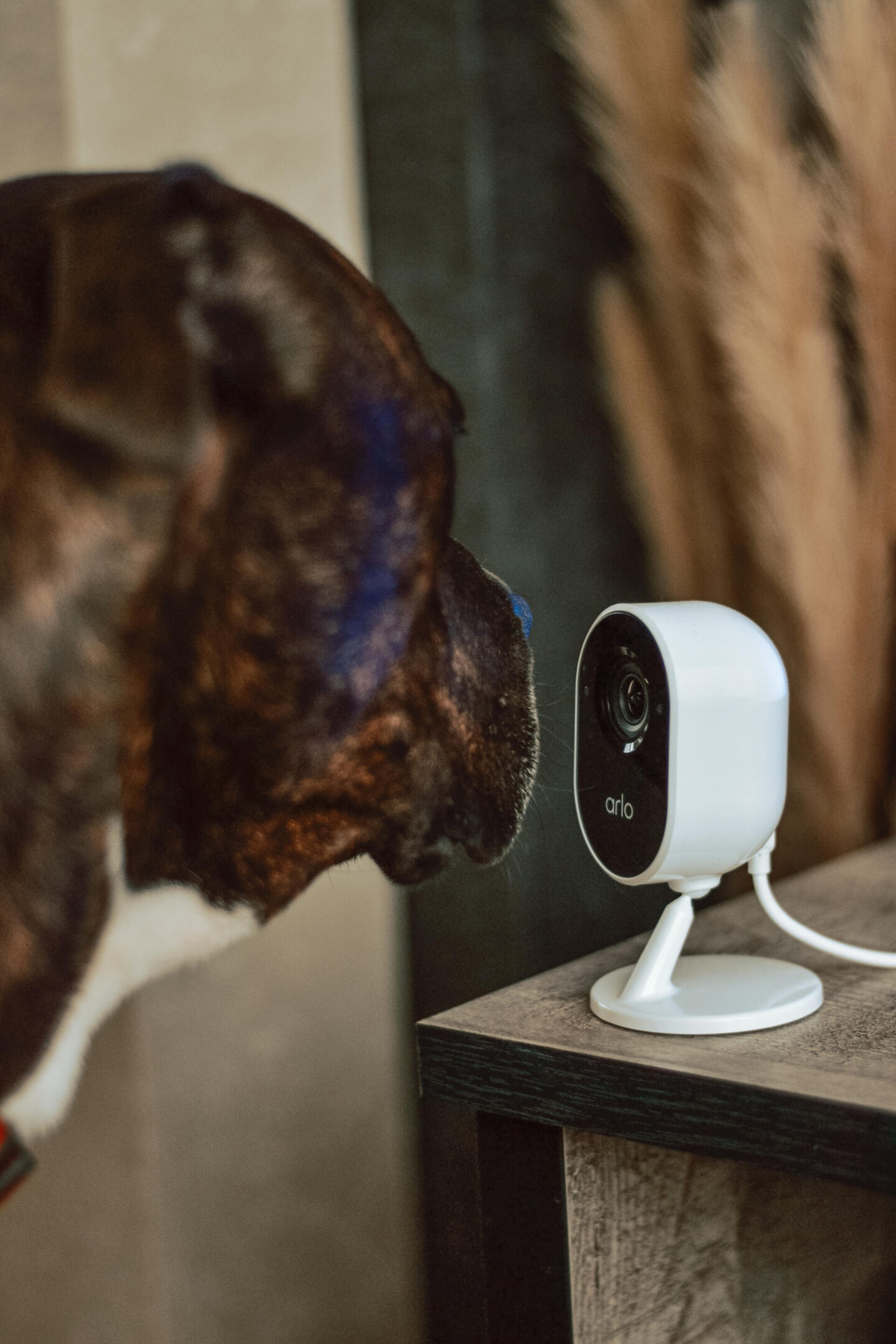 6 reasons to invest in a dog security camera - Lady & the Scamps